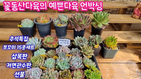 24917 🌸꽃동산다육의 예쁜다육들 추석특집 쪼꼬미15종세트 구매시 삽목판 저면관수판 선물로 드려요🌸 꽃동산다육 010 3939 4304 Youtube