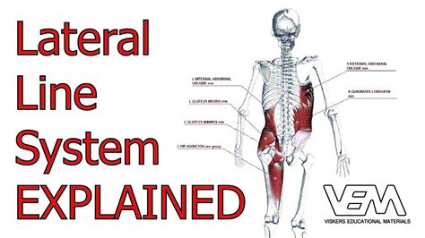 Ls Lateral Line System Youtube