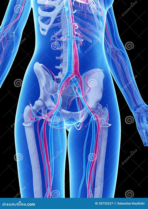 The Female Vascular System Royalty Free Cartoon