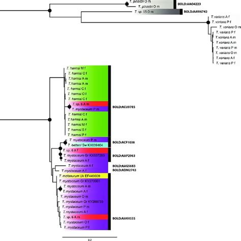 Inferred Maximum Likelihood Tree Of The Theridion Dna Barcode