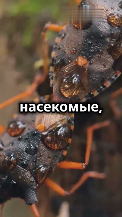 Как растения общаются друг с другом Shorts шортс интересныефакты удивительныефакты факты