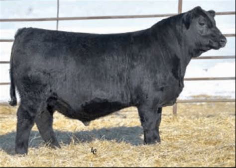 Sires Bandd Herefords And Angus Hereford And Angus In Kansas