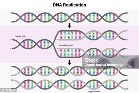 Diagram Of Dna Replication Process By Which A Double Stranded Dna Molecule Is Copied To Produce