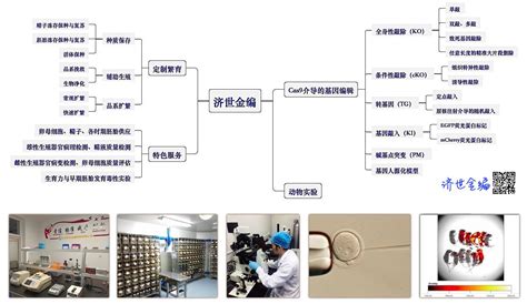 公司简介 北京济世金编科技有限公司 致死基因敲除小鼠，小鼠生殖力挽救，小鼠胚胎冻存及复苏，小鼠生殖发育毒性评价，小鼠卵母细胞受精力评估，小鼠精子活力检测
