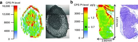 3 Platinum Distribution In Tumor Models A La Icp Ms Analysis Of Download Scientific Diagram