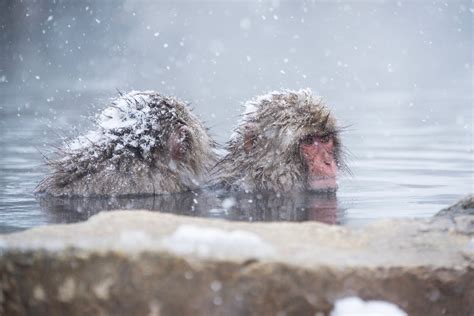 Returning To See The Japan Snow Monkeys In Winter This Time