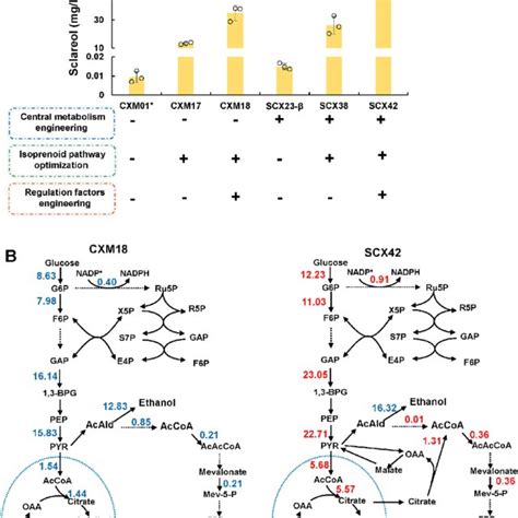 Profiling The Engineered Strains With Combined Metabolic Modules A Download Scientific