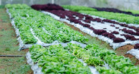 Organic Farming Training In India A Comprehensive Guide