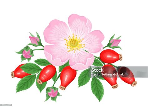 로즈힙 핑크 꽃 붉은 열매와 녹색 잎흰색 배경에 고립 간단한 평면 만화 스타일로 개 장미의 벡터 일러스트 꽃 식물에 대한 스톡 벡터 아트 및 기타 이미지 Istock