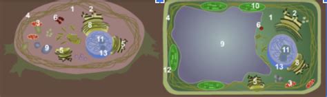 Organelles Diagram Quizlet