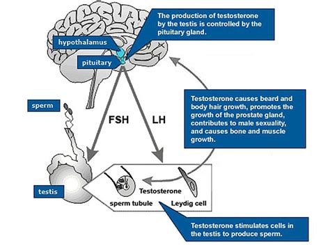 What Is Luteinizing Hormone LH And Testosterone AAI Clinics