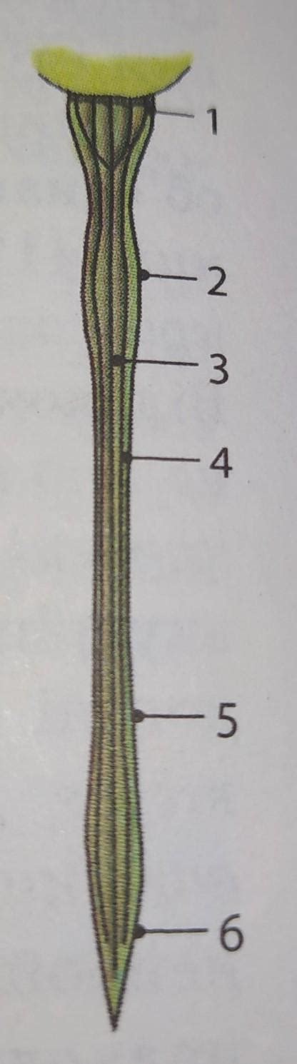 Розгляньте зовнішню будову спинного мозку і визначте цифри якими позначено такі елементи будови