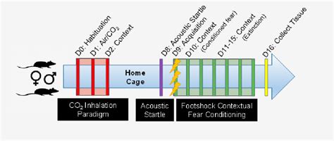 Figure 2 From Sex Specific Threat Responding And Neuronal Engagement In
