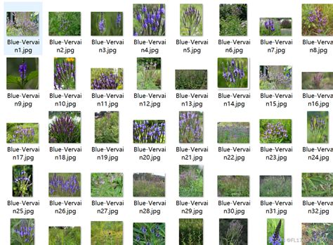 62种野外可食用植物分类数据集4665张62类别植物数据集下载 Csdn博客