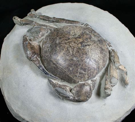 Giant Tumidocarcinus Giganteus Crab Fossil 4642 For Sale