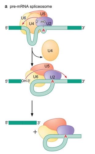 MBB 331 Lecture 17 Flashcards Quizlet