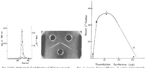 Figure 1 From Interaction Of Deoxyuridylate With Thymidylate Synthetase Semantic Scholar