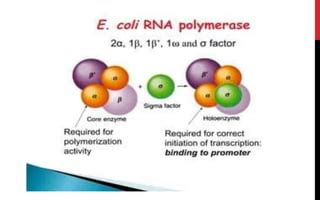 Transcription DNA Dependent RNA Synthesis Pptx
