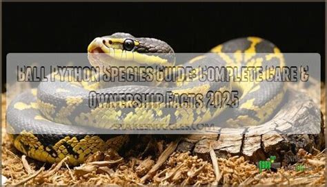 Ball Python Species Guide Complete Care And Ownership Facts 2025 Ball Python Species Guide Complete Care And Ownership Facts 2025