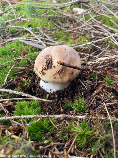 Hríbik - poľovnícka fotografia, fotka, poľovnícke foto #381546 ...