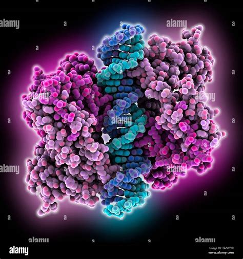 Tumour Suppressor P53 Dna Deoxyribonucleic Acid Complex Computer Model Showing The Tumour