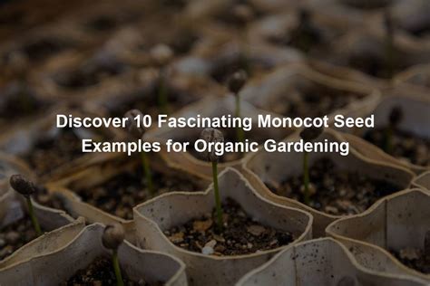 Discover 10 Fascinating Monocot Seed Examples For Organic Gardening Organic Seed Finder Discover 10 Fascinating Monocot Seed Examples For Organic Gardening Organic Seed Finder