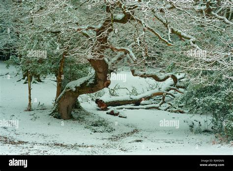 Twisted Tree Trunk Hi Res Stock Photography And Images Alamy