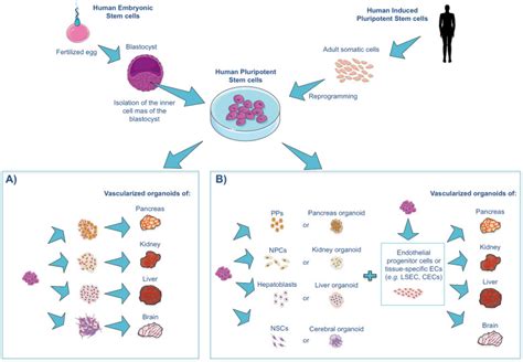 The Endothelium A Key Actor In Organ Development And Hpsc Derived Organoid Vascularization