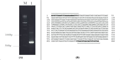 A Gel Photo Of Pcr Results Showing Dominant Band With The Estimated Download Scientific