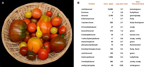 Tomato Flavor Lost And Found Molecular Plant
