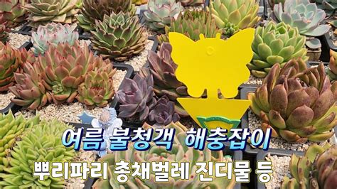 ☀️💥여름 해충 벌레에서 해방~ 해충트랩하우스다육이들여름해충잡이트랩총채벌레뿌리파리라푼젤다육 Youtube