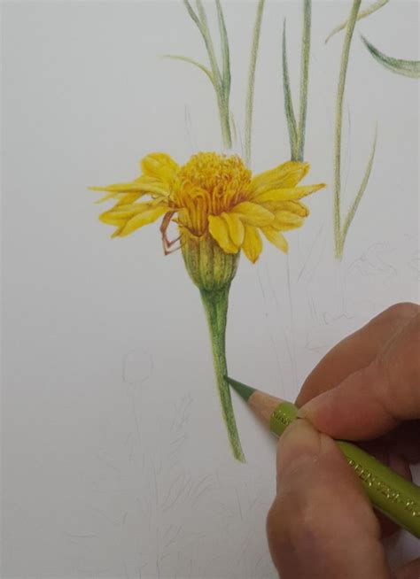 동네꽃18 프렌치메리골드만수국 식물 삽화 꽃 그리는 법 꽃 예술