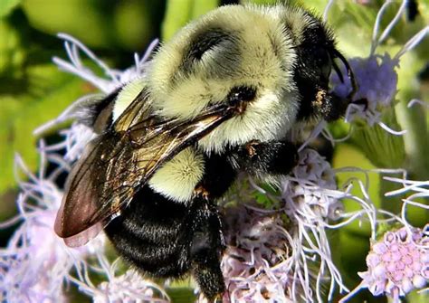 72 Types Of Bees With Pictures And Identification