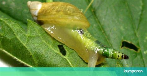 Seperti Zombie Siput Ini Dikendalikan Oleh Cacing Parasit