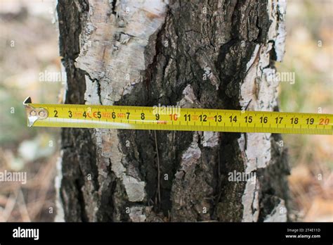 Measuring Trees A Tree Measured With A Ruler Stock Photo Alamy