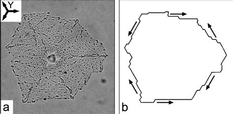 Web Like Self Assembled Domain Structure Formed In Slt Covered By