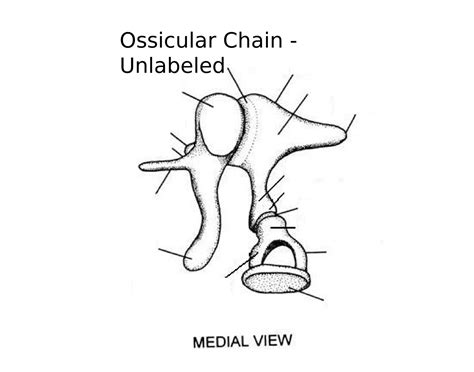 Ossicular Chain Sahs Quiz