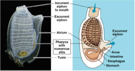 Phylum Chordata Flashcards Quizlet