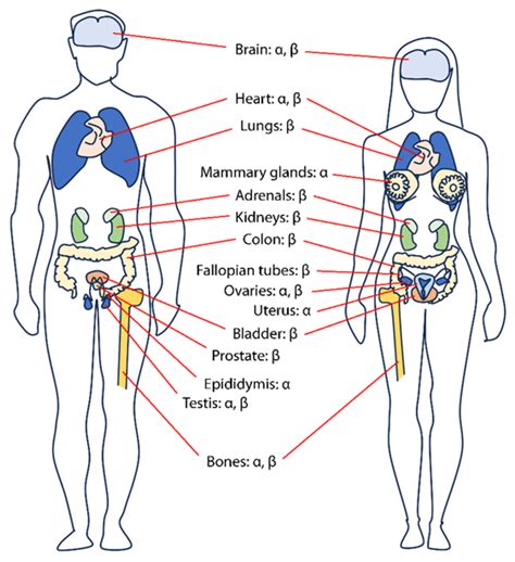 Representation of ERα and ERβ sex specific tissue distribution The Download Scientific Diagram