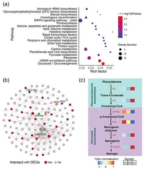 Transcriptome And Metabolome Analyses Provide Insights Into The Flavonoid Accumulation In Peels