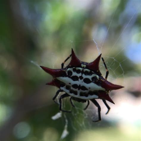 Premium Photo Close Up Of Orb Weaver Spider On Web
