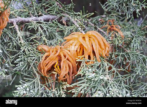Juniper Apple Rust Fungus Gymnosporangium Juniperi Virginianae Called Cedar Apple Rust Also