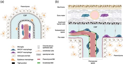 The Diversity Of Brain Macrophages A Macrophages Associated With The