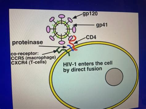 Hiv Flashcards Quizlet