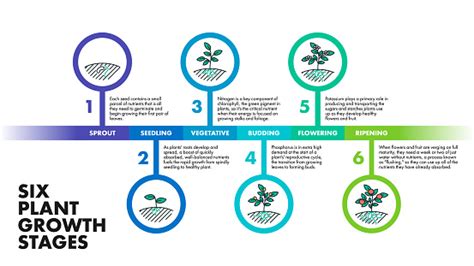 식물 성장 단계 인포그래픽 일러스트와 설명과 함께 6개의 식물 성장 단계를 보여주는 벡터 모던 포스터 식물의 개발을 설명하는 교육 인포그래픽 템플릿 씨앗에 대한 스톡 벡터