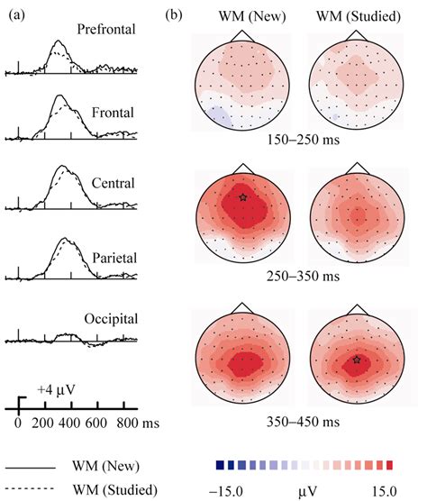 Averaged Event Related Potentials Erps Indicating Working Memory Download Scientific Diagram