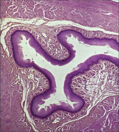 Digestive Histology Of Stomach 3 Lab Diagram Quizlet