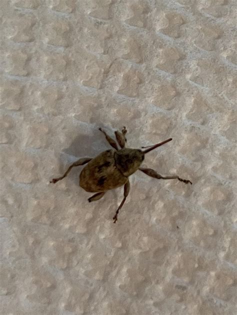 I Found This Bug On My Bed Should I Be Concerned R Whatisthisbug