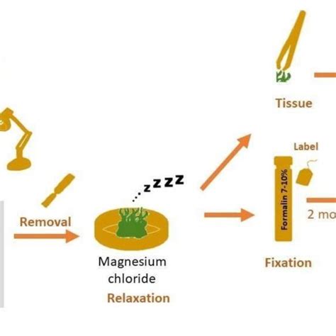 Processing Sequence For Fish Relaxation And Preservation Download Scientific Diagram