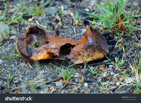 Decomposed Rusted Tin Can Lying On Stock Photo Shutterstock